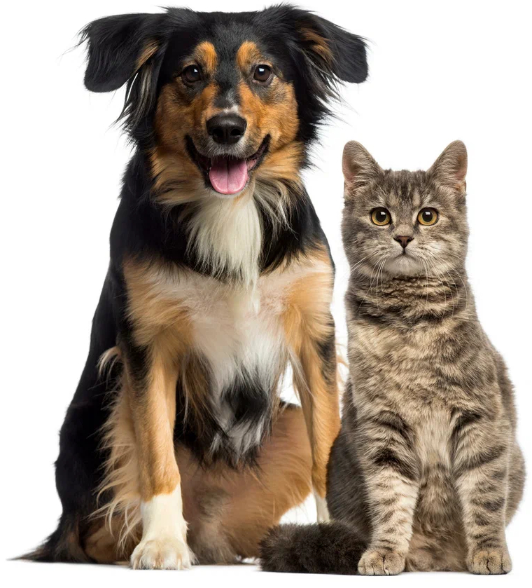 Puppy & Kitten Care – Family Veterinary Practice