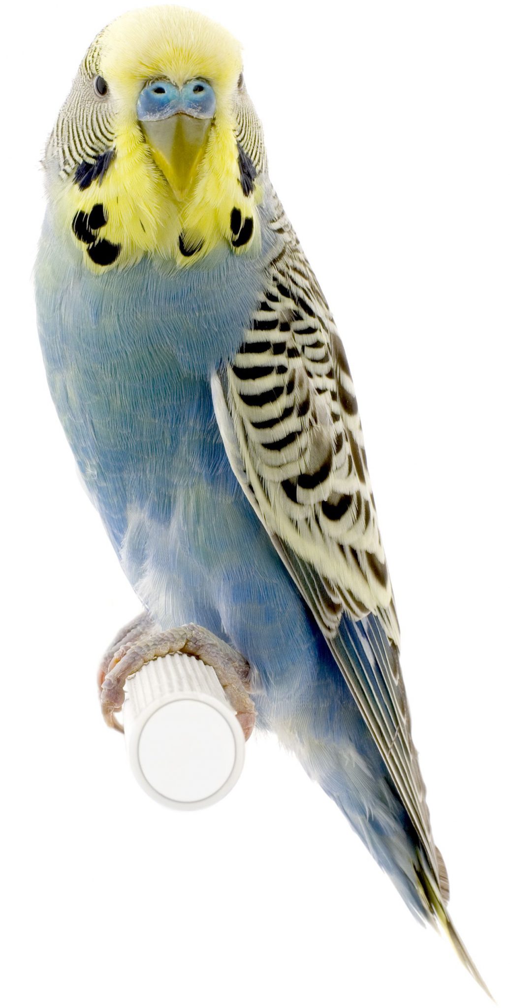 Birds (Avian Medicine) – Family Veterinary Practice